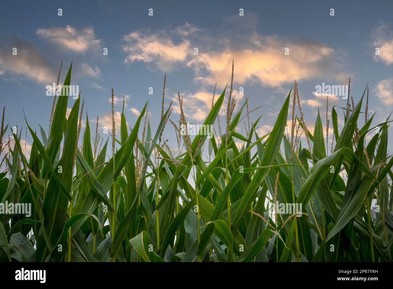 Blue hour clouds hi-res stock photography and images - Alamy