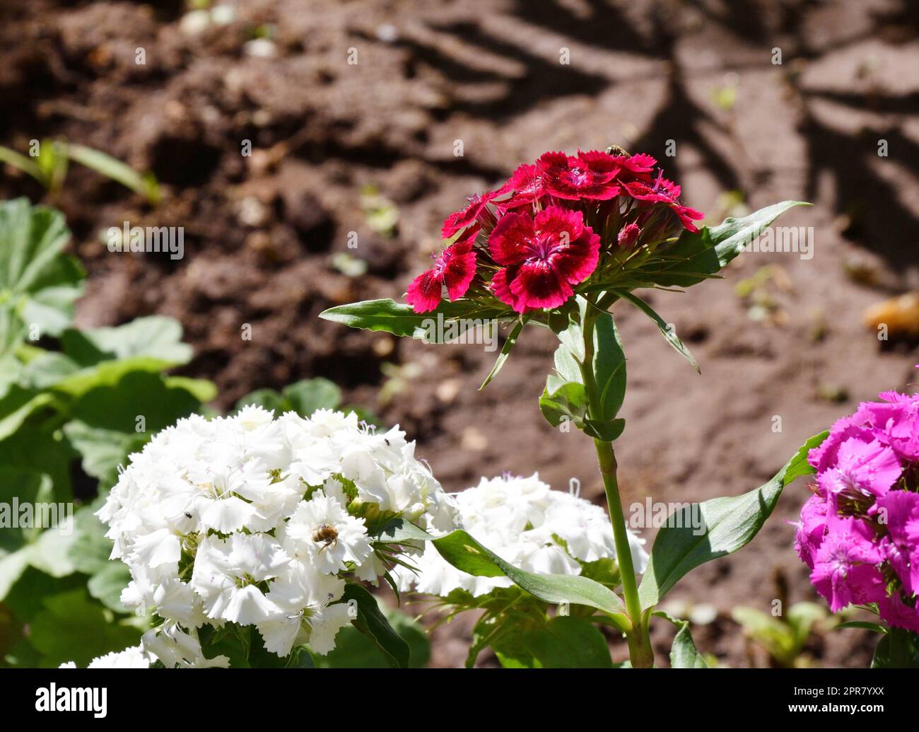 Carnation group hi-res stock photography and images - Alamy