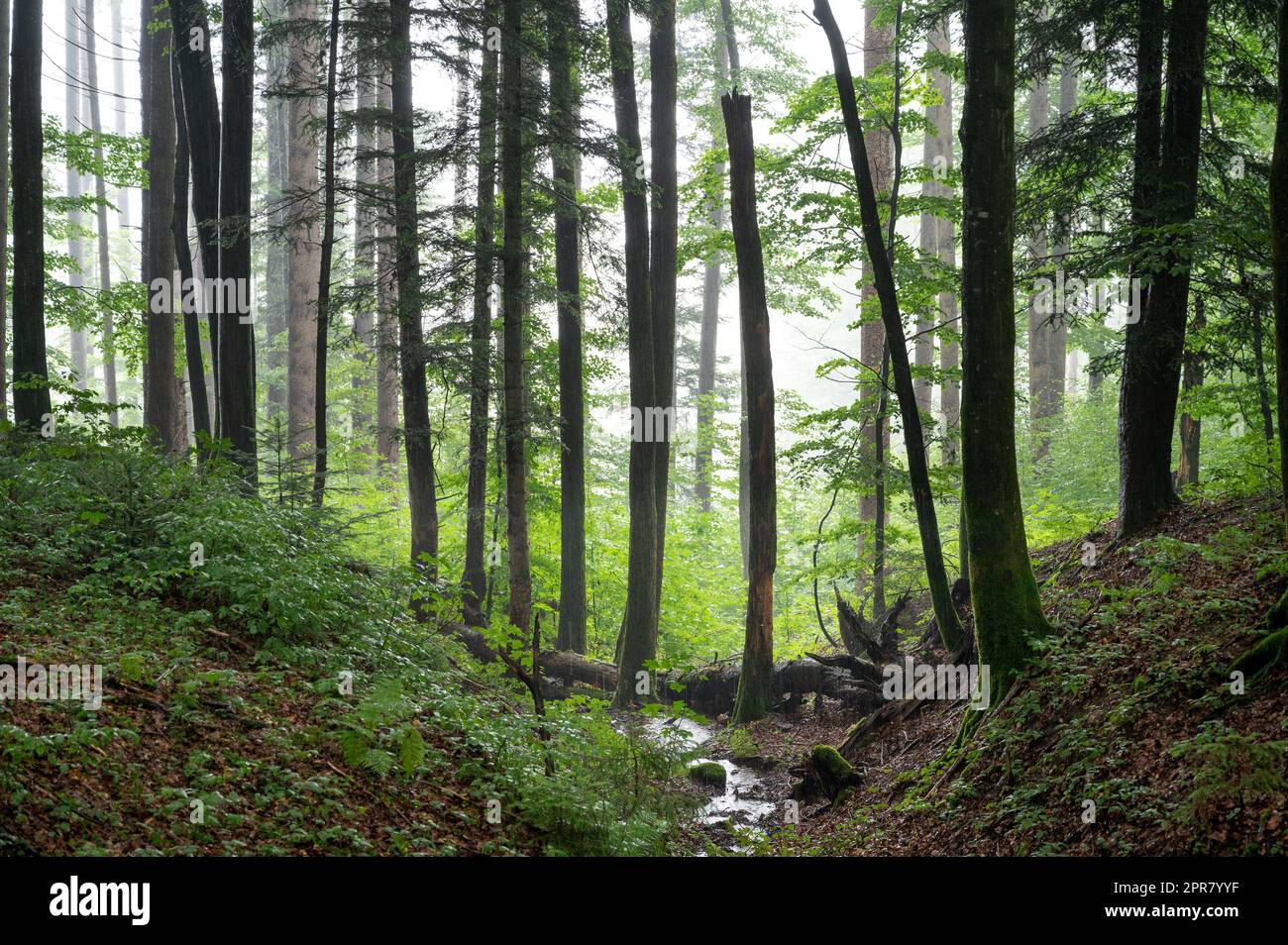 Forest way in summer in germany hi-res stock photography and images - Alamy