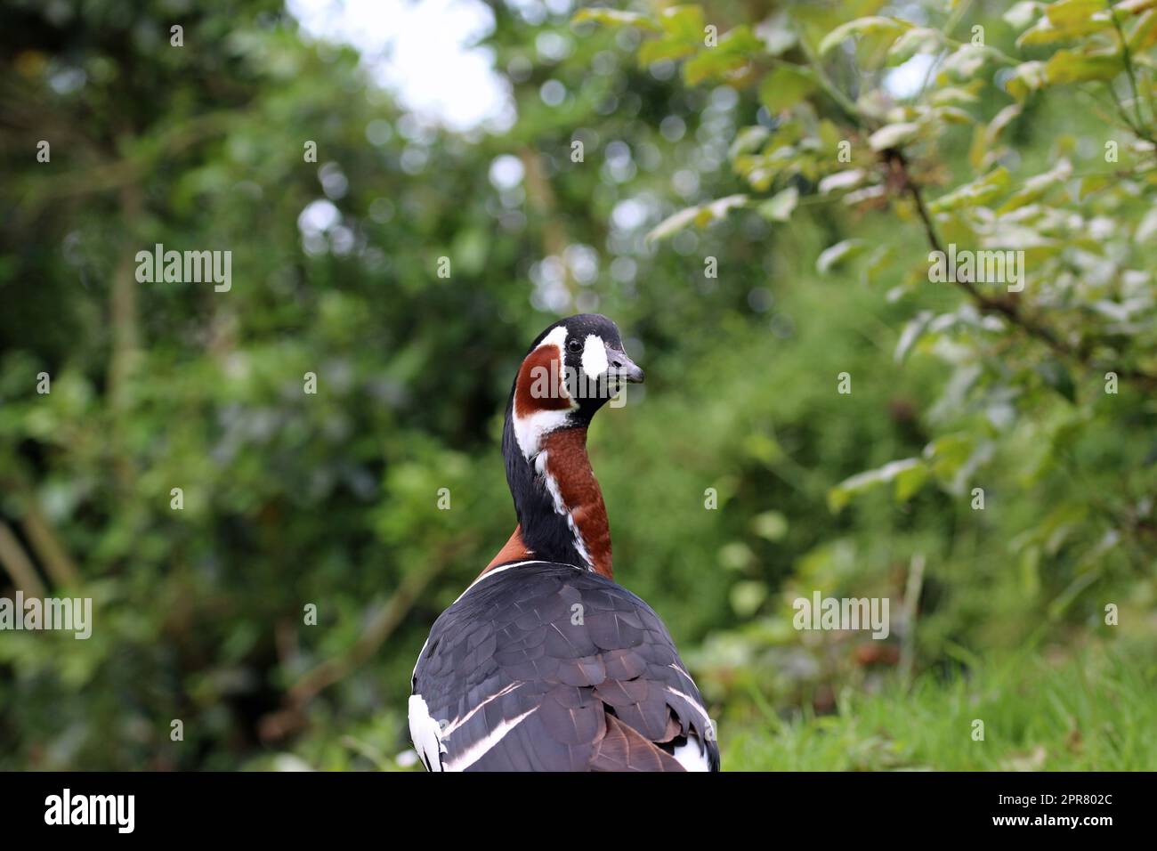 Red breasted goose viewed from the rear Stock Photo - Alamy