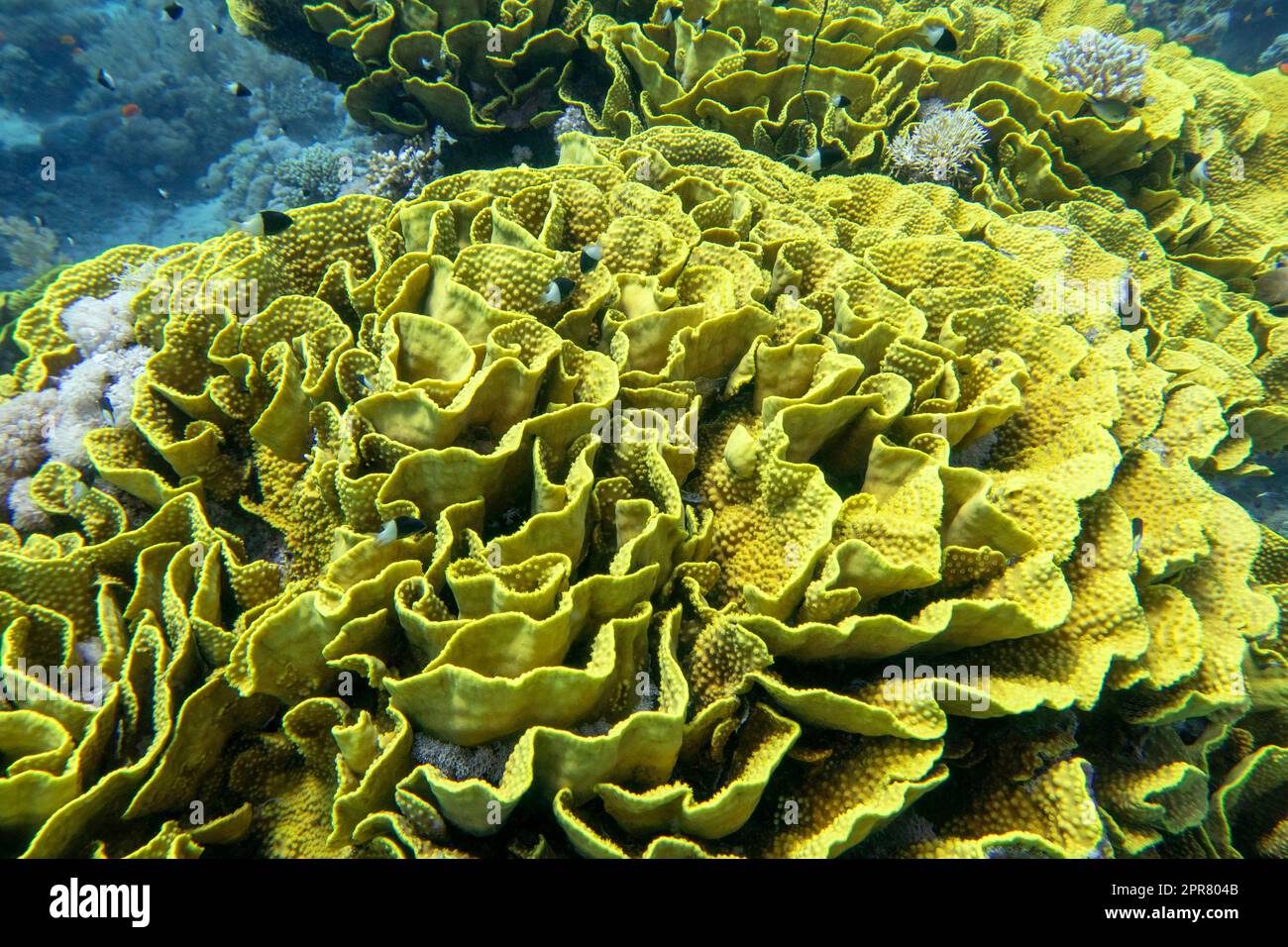 Colorful coral reef at the bottom of tropical sea, yellow salad coral ...