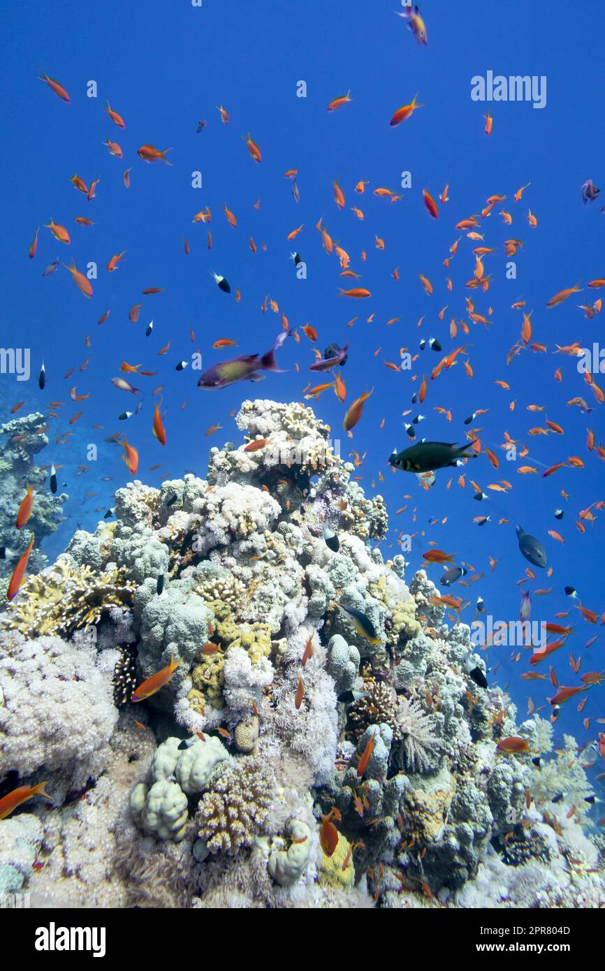 Colorful, picturesque coral reef at the bottom of tropical sea, hard ...