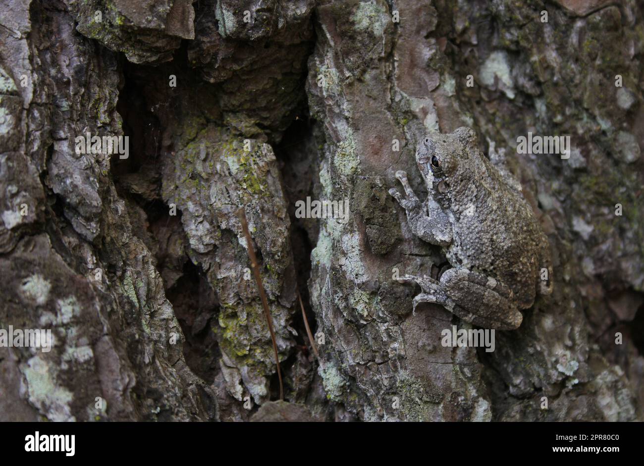 Gray Tree Frog Hyla chrysoscelis on pine tree in Eastern Texas Stock ...
