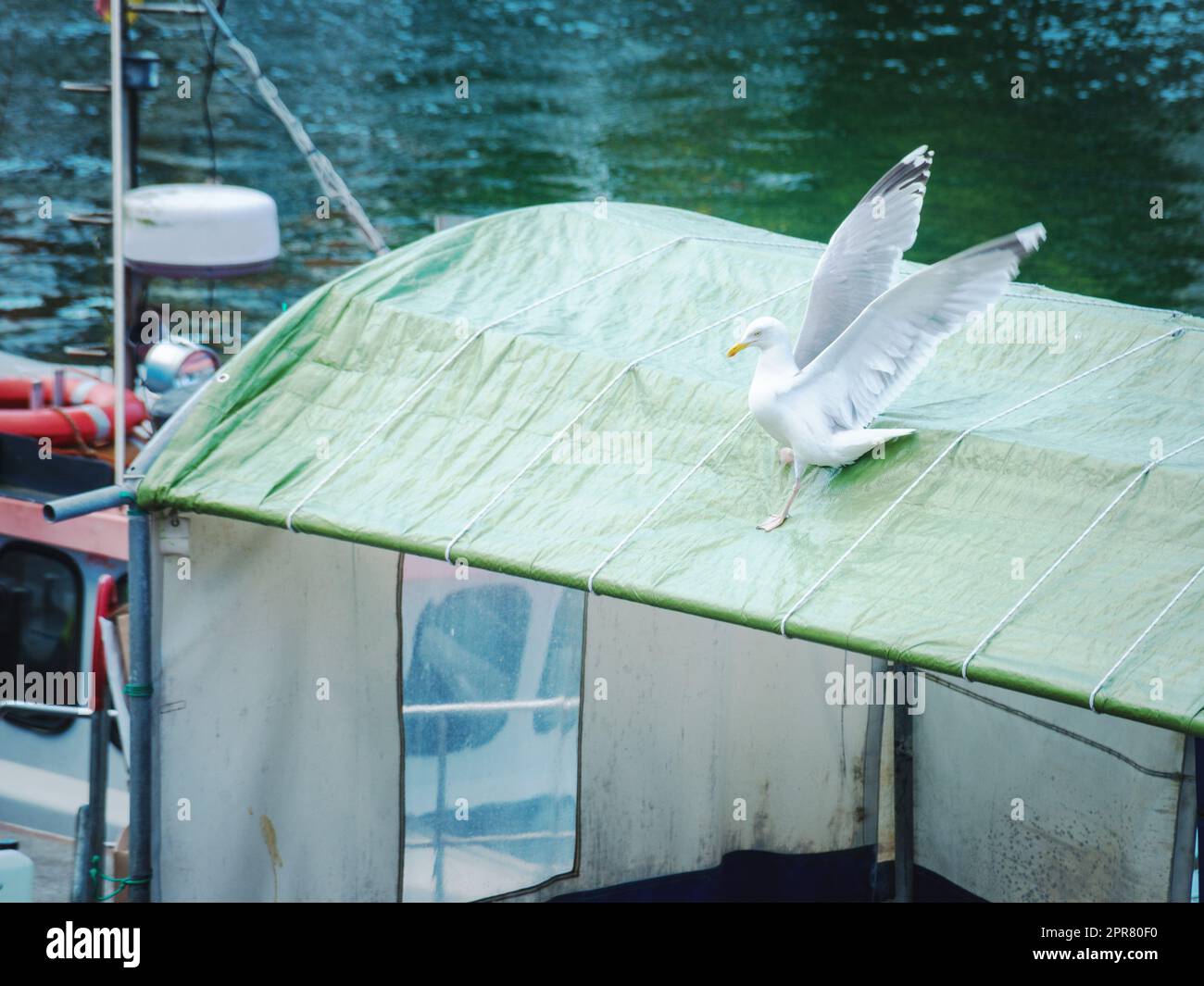 Flying seagull in open hi-res stock photography and images - Alamy