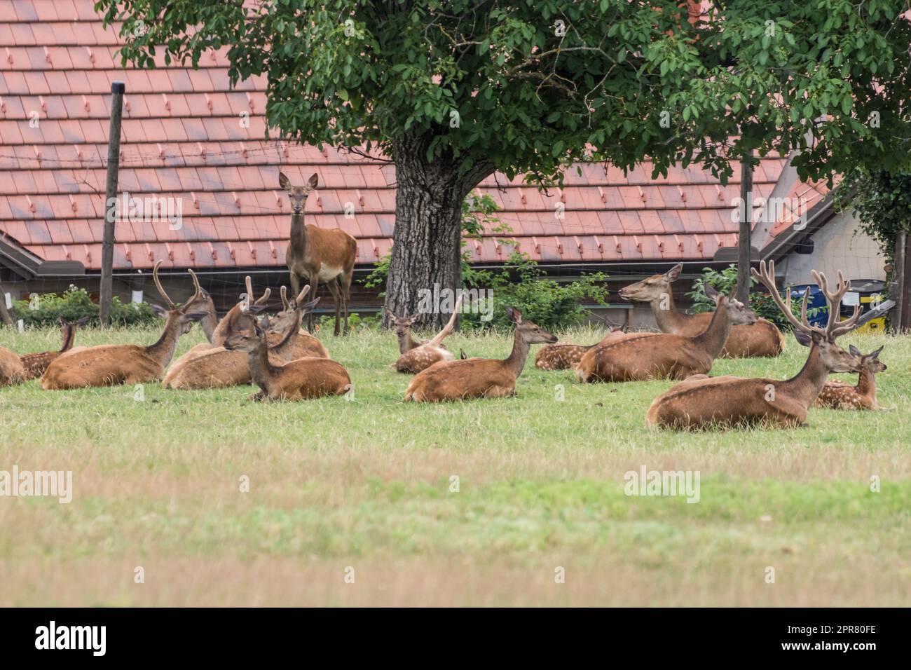 many deer and roe deer lying in the grass Stock Photo - Alamy