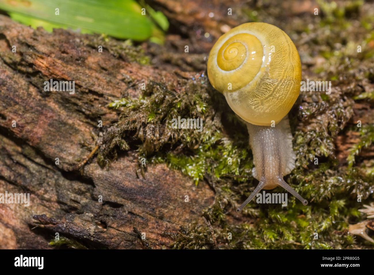 yellow snail crawling on a old tree trunk with moss right Stock Photo ...