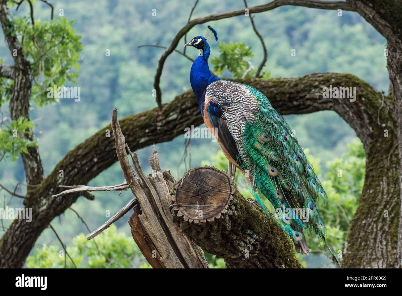 Peacock tree hi-res stock photography and images - Alamy