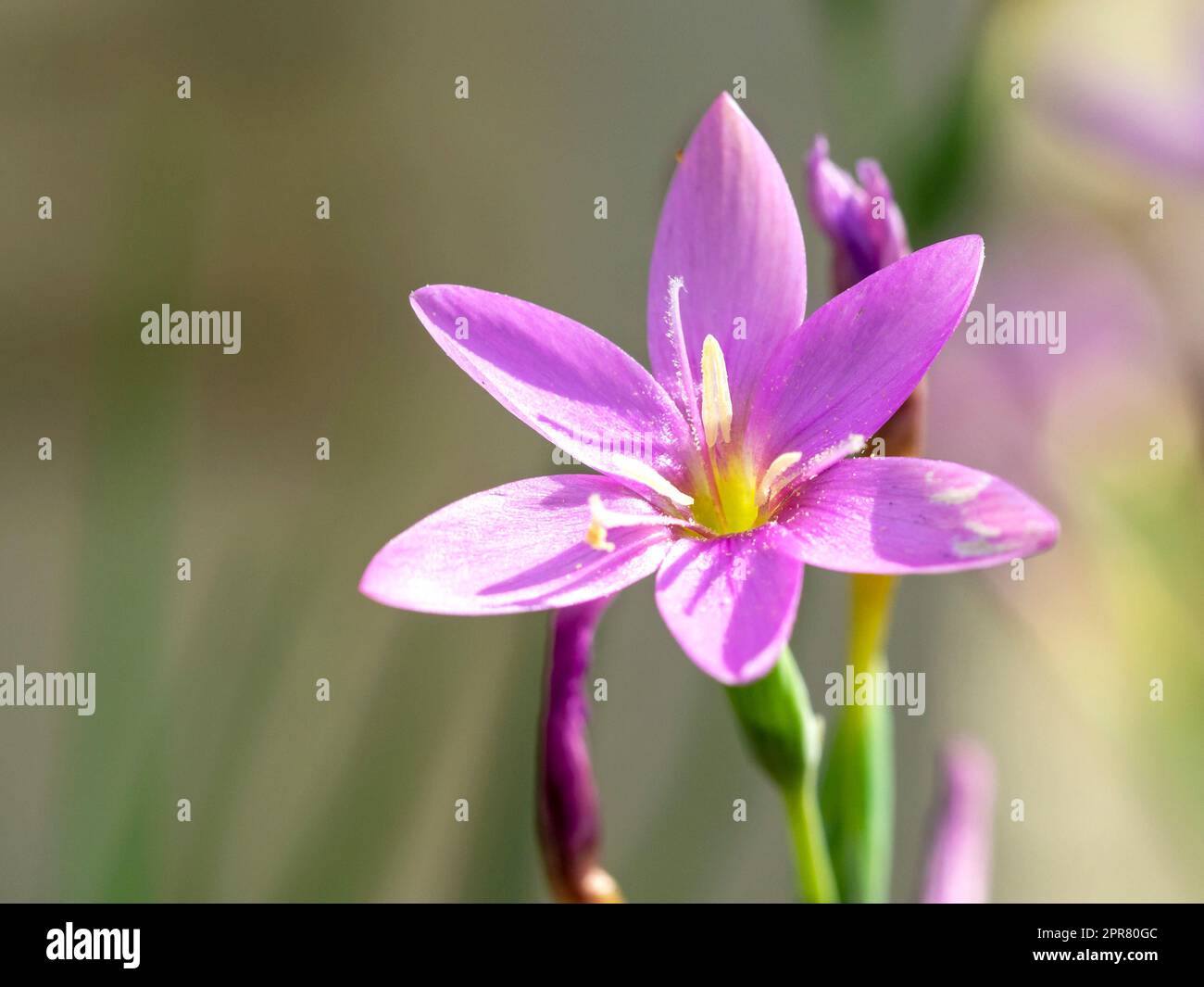 Pretty little pink flower of Olsynium junceum Stock Photo - Alamy
