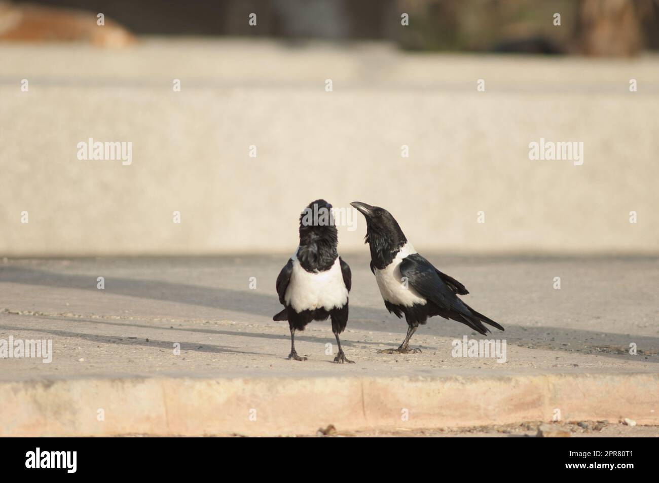 Pair of pied crows Corvus albus in Dakar Stock Photo - Alamy