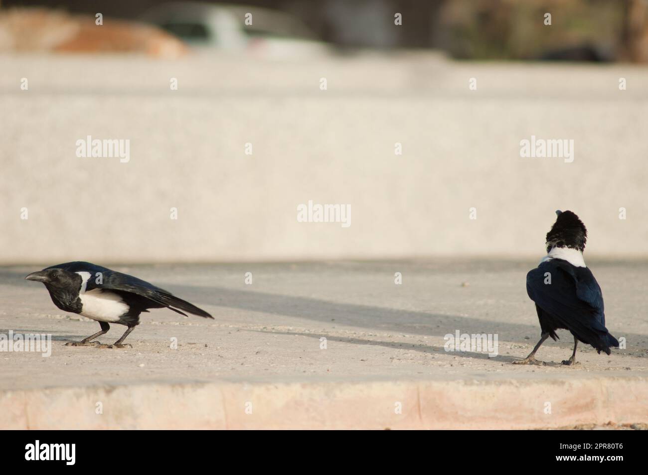 Two pied crows hi-res stock photography and images - Alamy