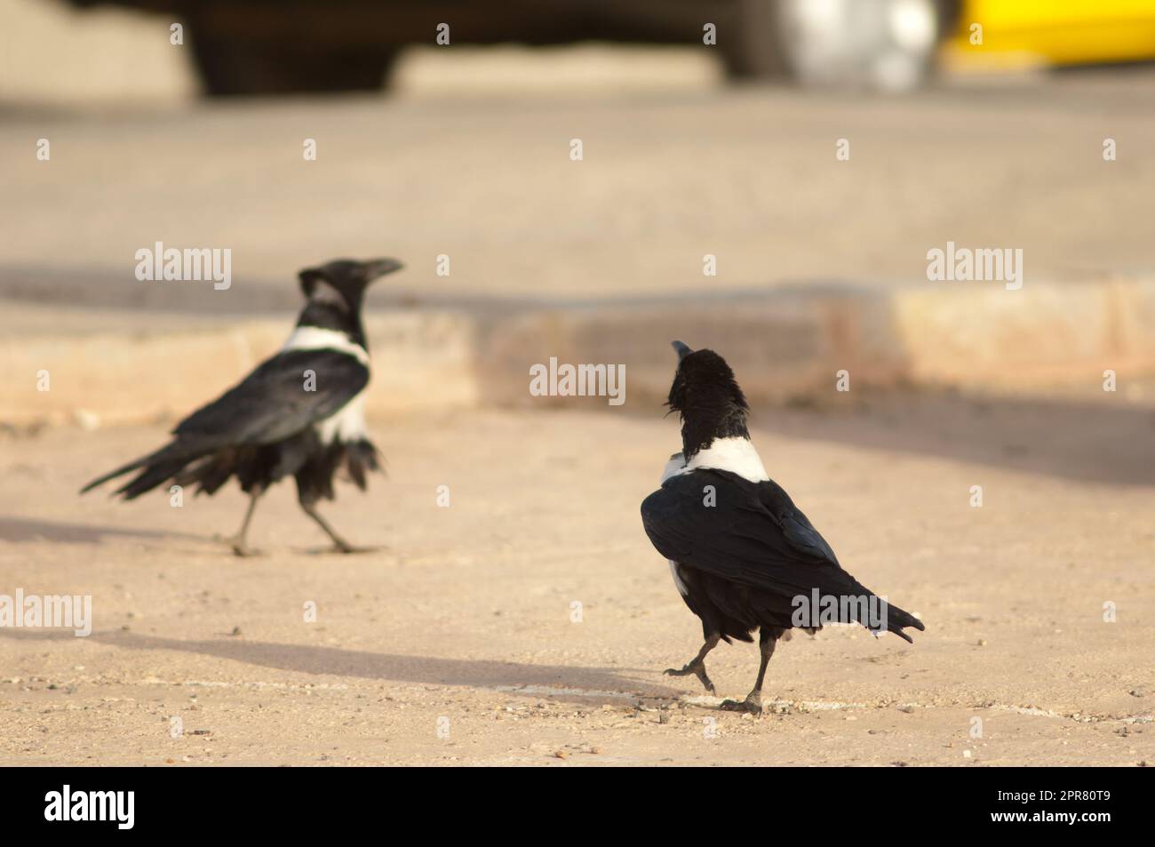 Pair of pied crows Corvus albus in Dakar Stock Photo - Alamy