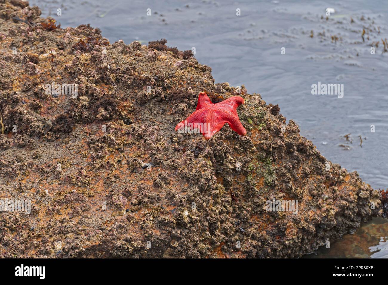 A Red Sea Star on Rocks at Low Tide Stock Photo - Alamy