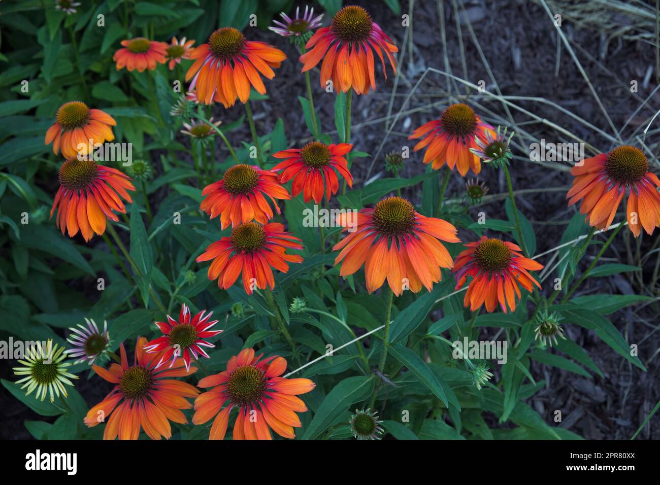 coneflower echinacea in bloom red and orange flowers in a garden Stock ...