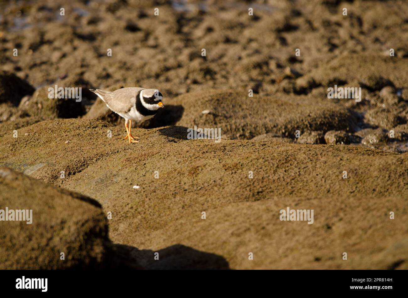 Common ringed plover Stock Photo - Alamy