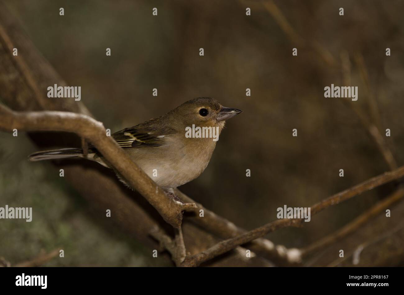 Common chaffinch female hi-res stock photography and images - Alamy