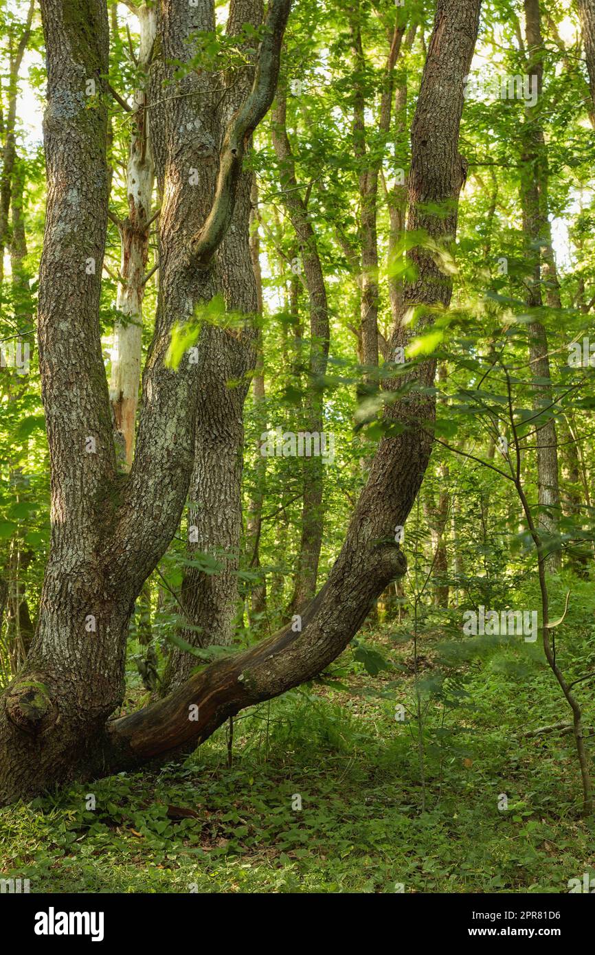 Big trees in a green forest in spring. Old textured tree trunks in a ...
