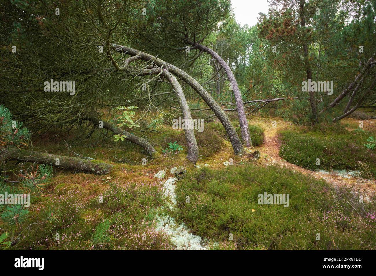 Fallen pine trees after a storm or strong wind leaning and damaged ...