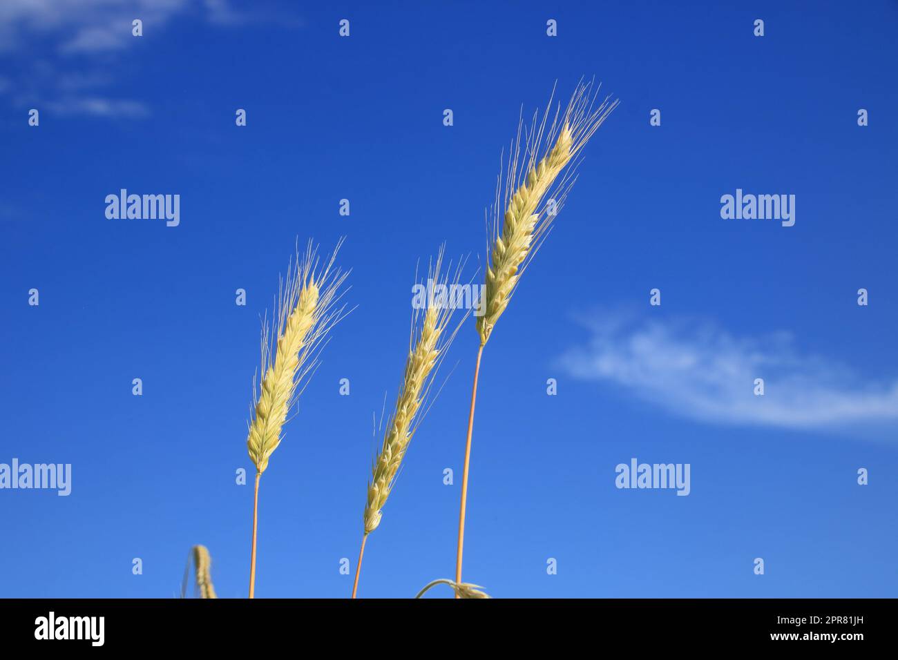 Fruit of barley against a blue sky with a cloud Stock Photo - Alamy