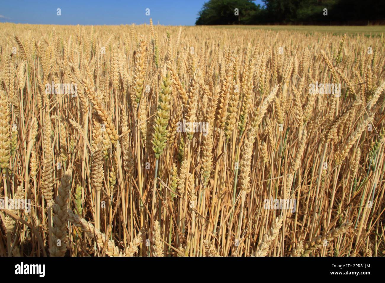 Grain field summer hi-res stock photography and images - Alamy