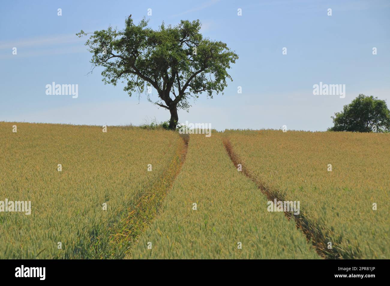 Lane in a field leads to a single tree Stock Photo - Alamy