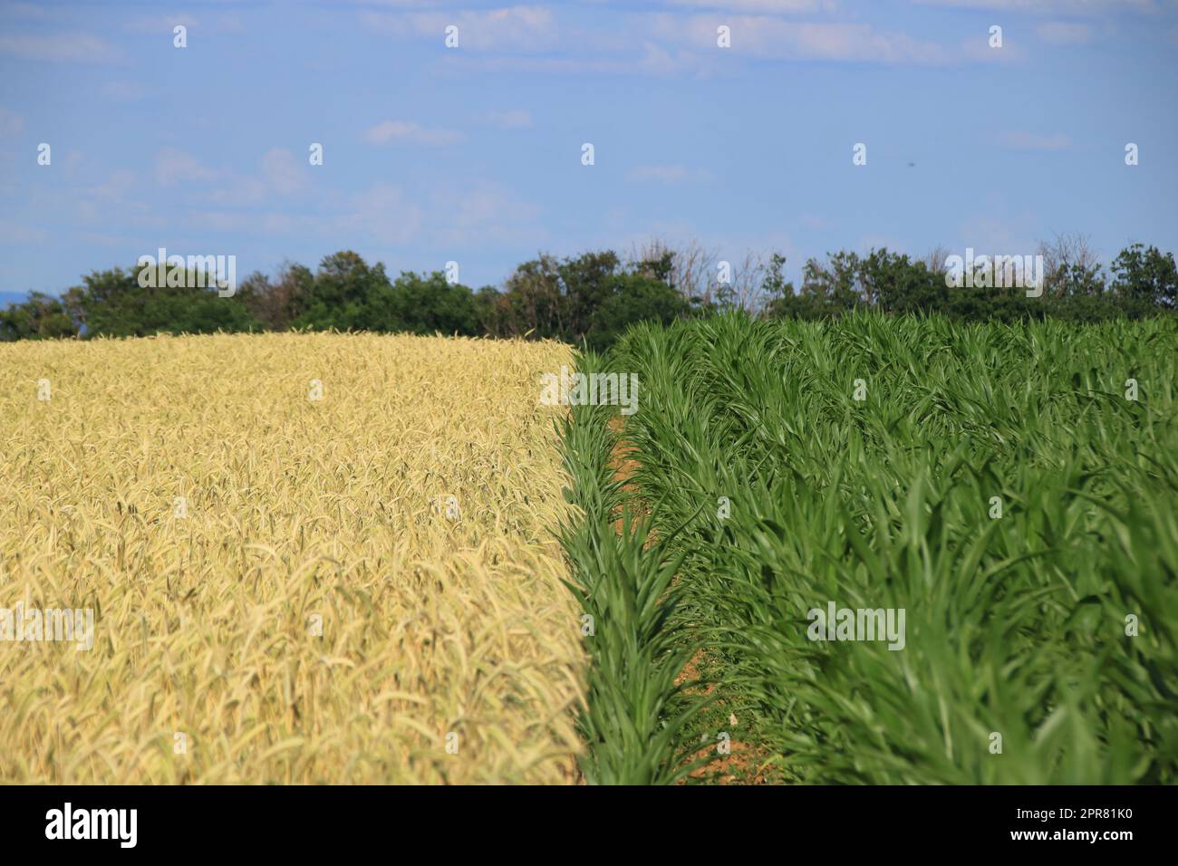 Boundary between a grain and a corn field runs in the middle of the ...