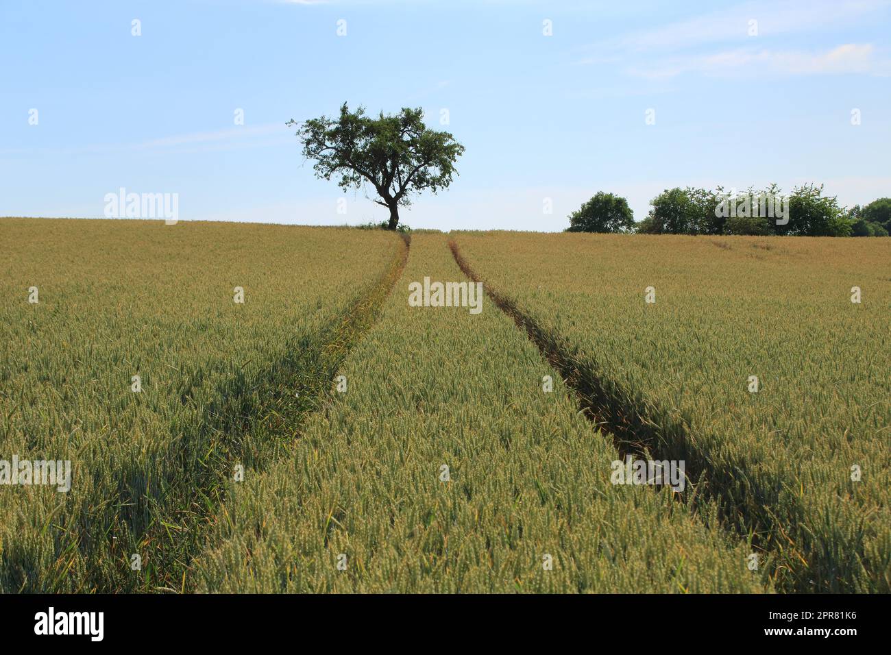 Lane in a field leads to a single tree Stock Photo - Alamy