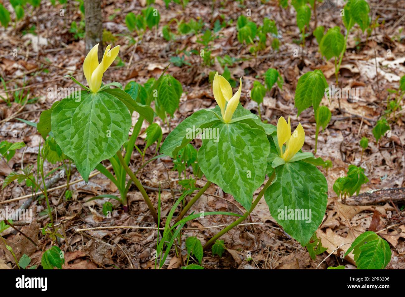 A trio of fully opened trillium's with mottled green foliage and bight ...