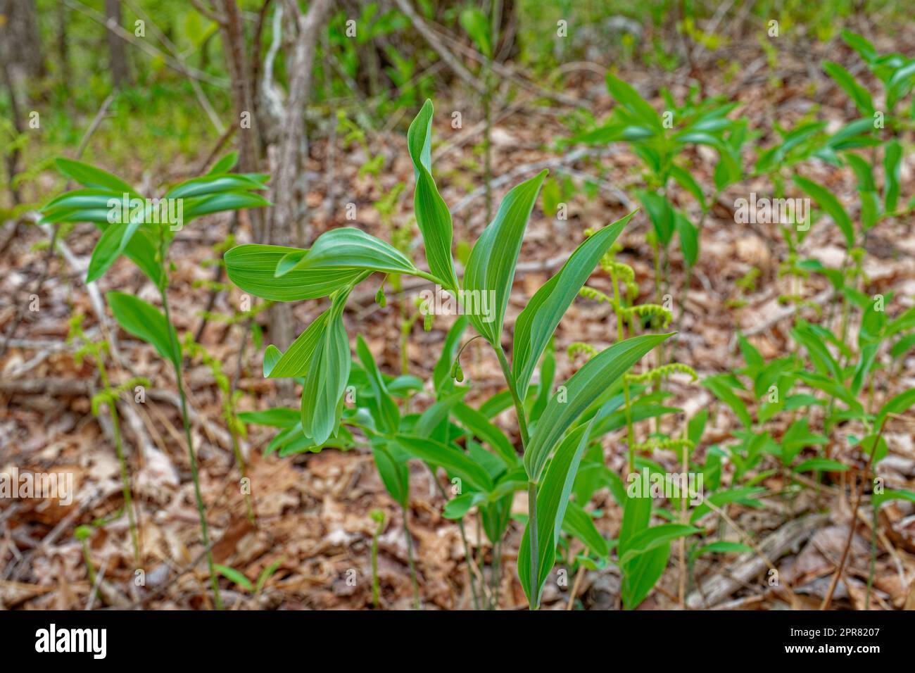 Solomon's seal emerging from the forest ground with the foliage opening ...