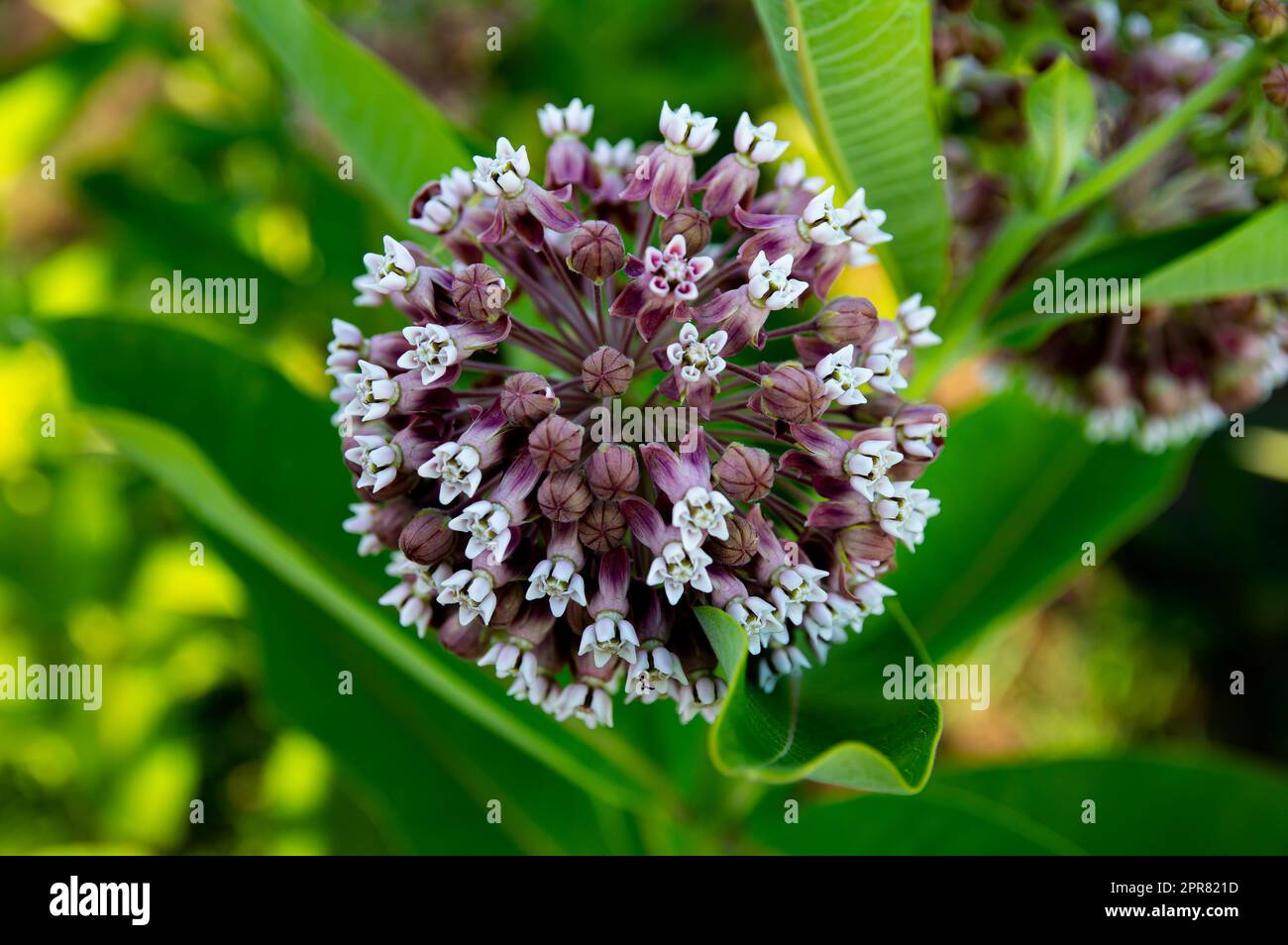 Flower of the plant asclepias syriaca of the apocynaceae family ...