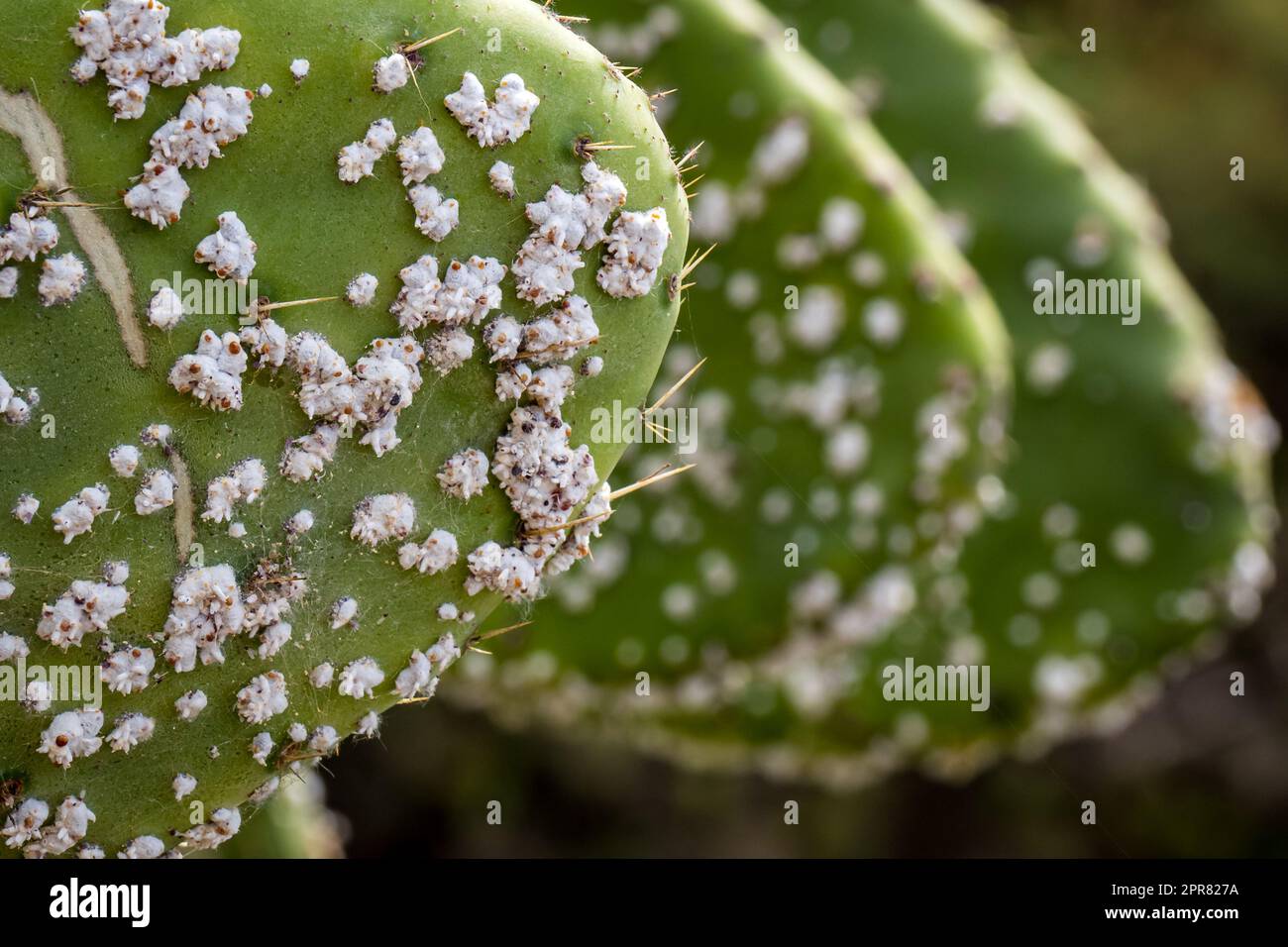 Waxy white clusters of Cochineal scale insect nymphs (Dactylopius ...