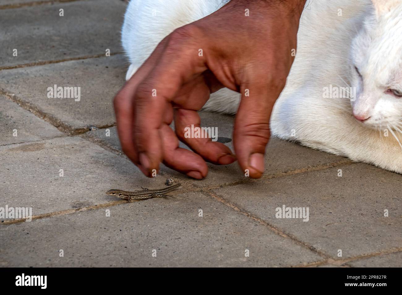 A scruffy hand rescues a Western Canaries lizard from its enemy, a ...