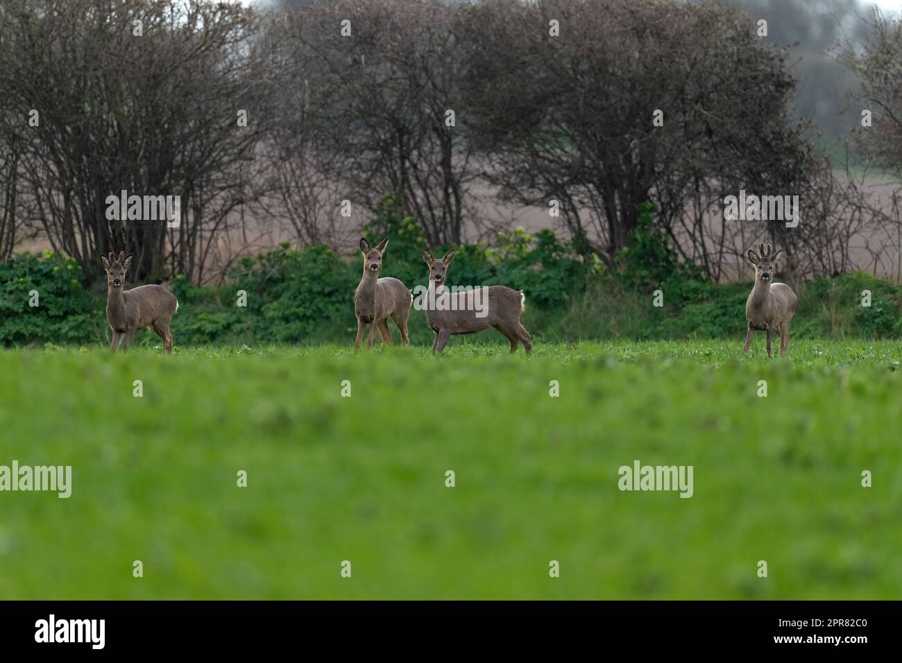 A bevy of European Roe deer -Capreolus capreolus Stock Photo - Alamy
