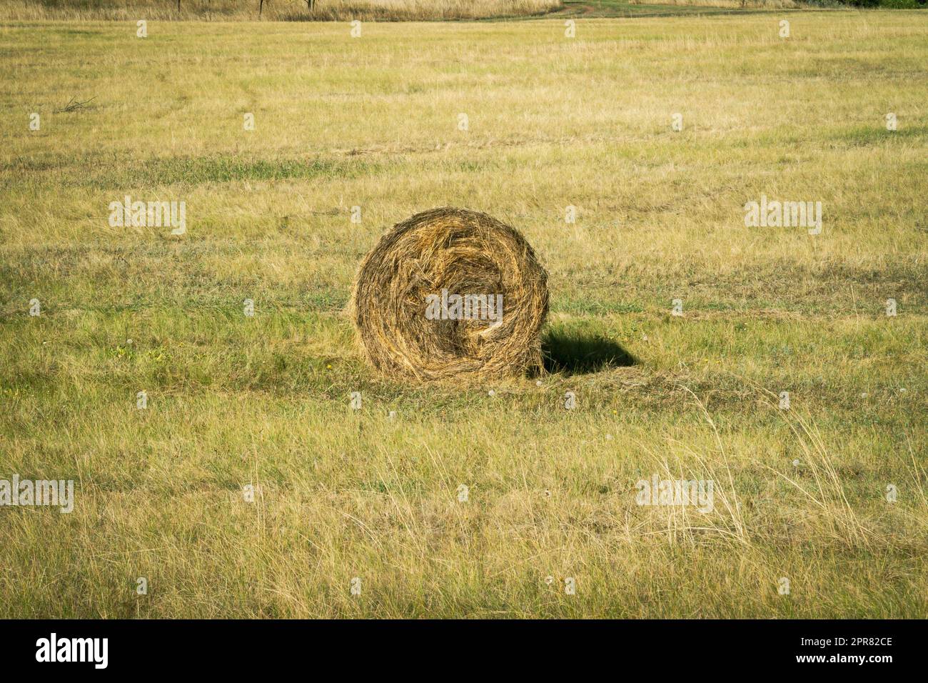 Rolled up haystack in field. Twisted grass for animal feed on farm ...