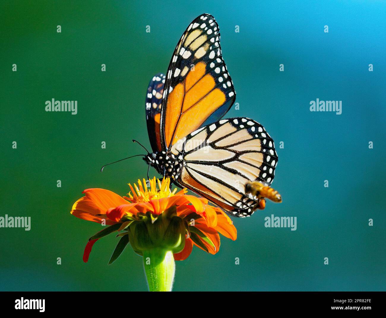 A Monarch butterfly atop an orange sunflower raises its wings in ...