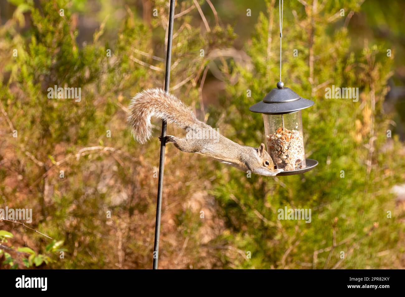 A grey squirrel stretching from a pole to a bird feeder Stock Photo - Alamy