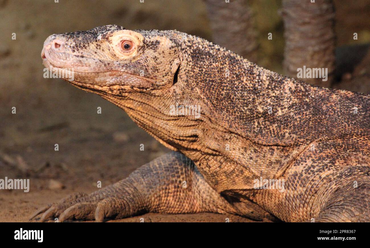 Shed creep beast hi-res stock photography and images - Alamy