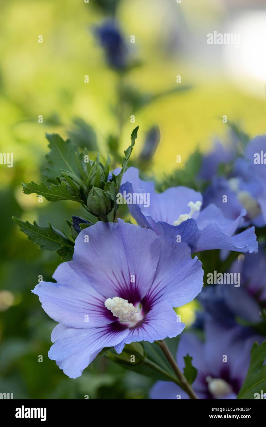 The flower single one hi-res stock photography and images - Alamy