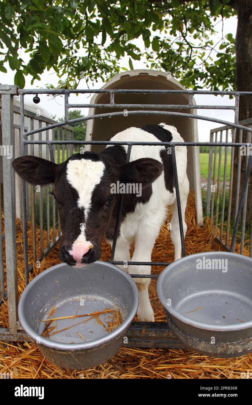 Kuhnase kuh hi-res stock photography and images - Alamy