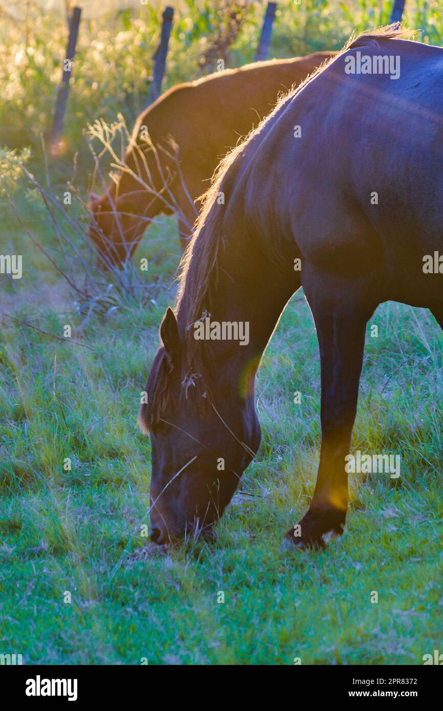 Farm animals eating grass Stock Photo - Alamy