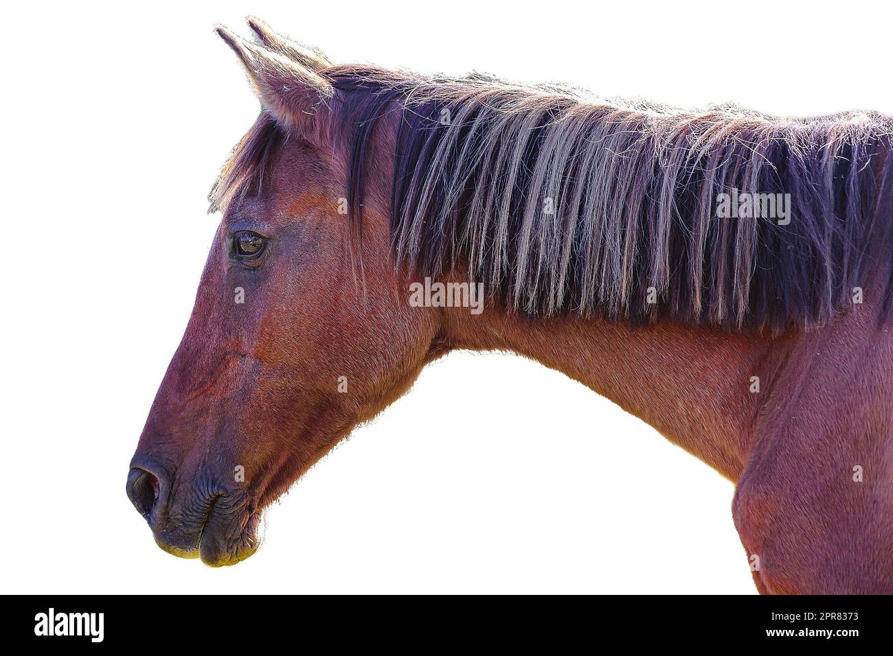 Aged male horse isolated Stock Photo - Alamy
