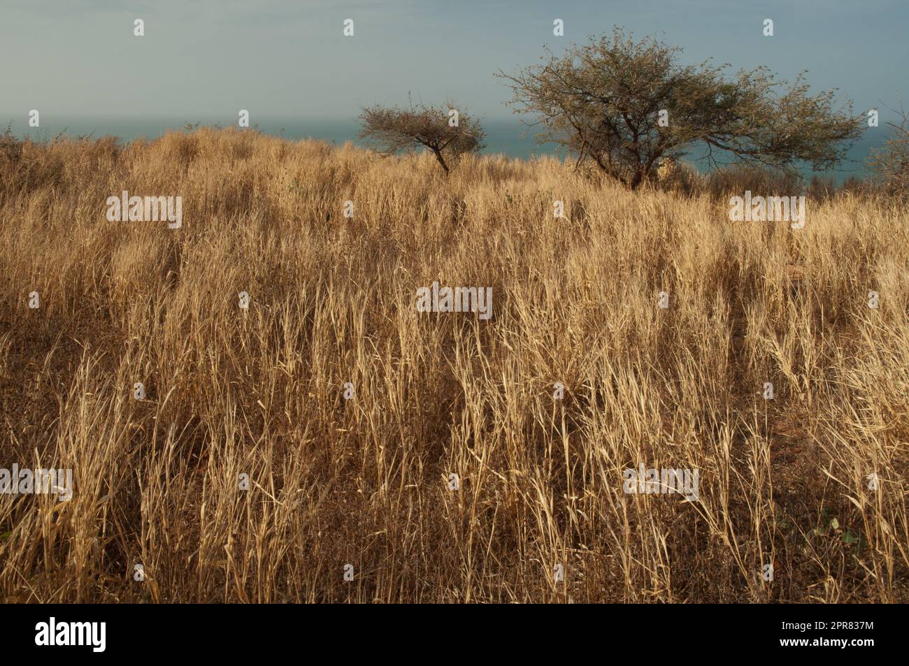 Savannah landscape in the Natural Reserve of Popenguine Stock Photo - Alamy