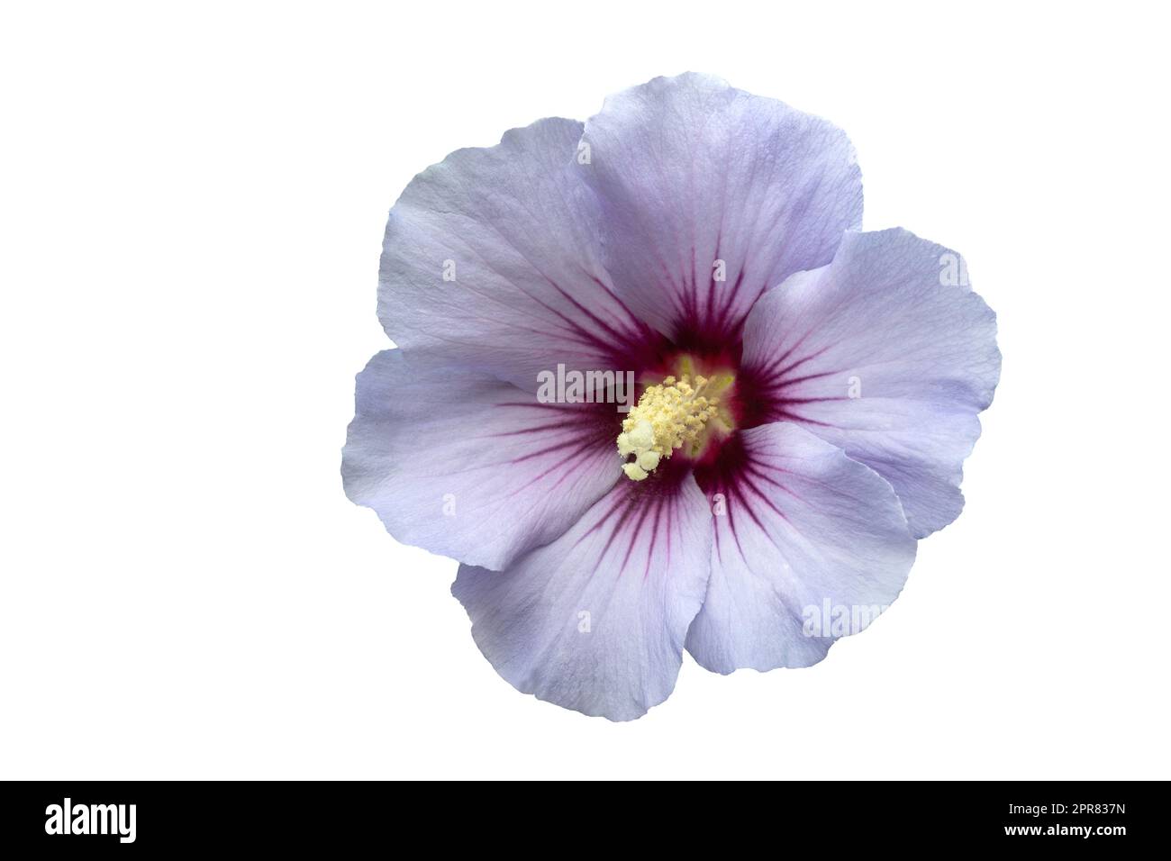 Single Hibiscus flower isolated on white background Stock Photo - Alamy