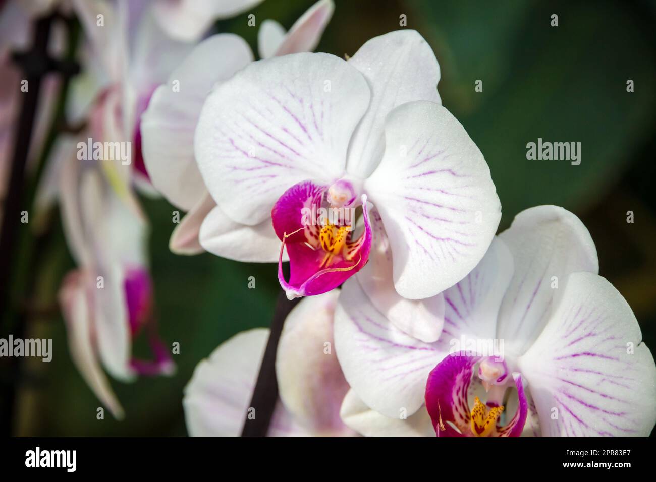 Phalaenopsis amabilis hi-res stock photography and images - Alamy