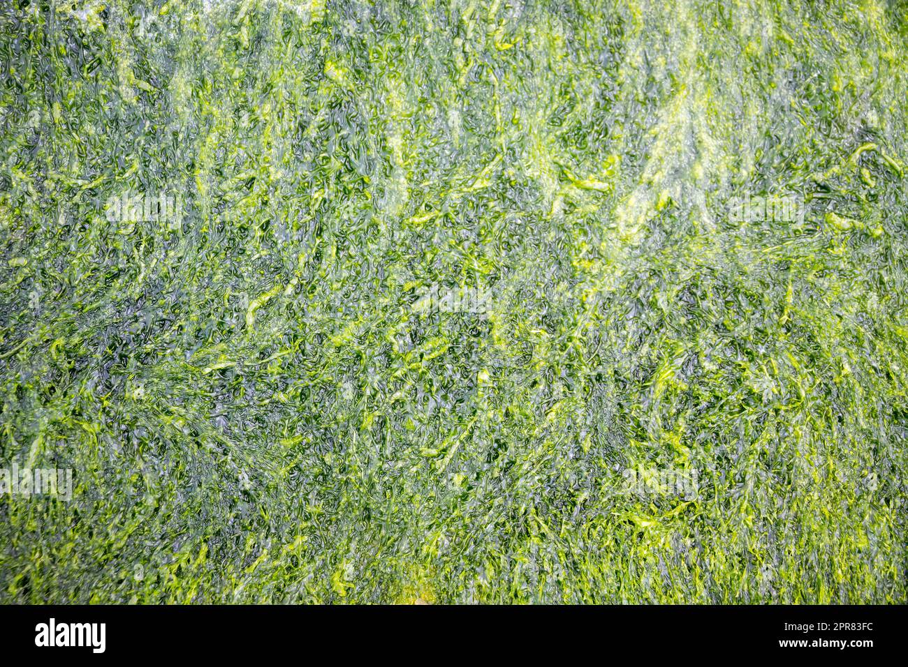 Lake surface texture algae hi-res stock photography and images - Alamy