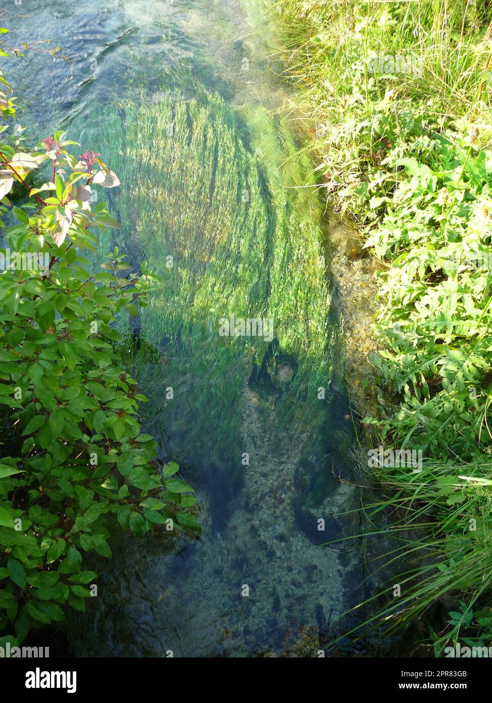 Aquatic plants in a stream Stock Photo - Alamy