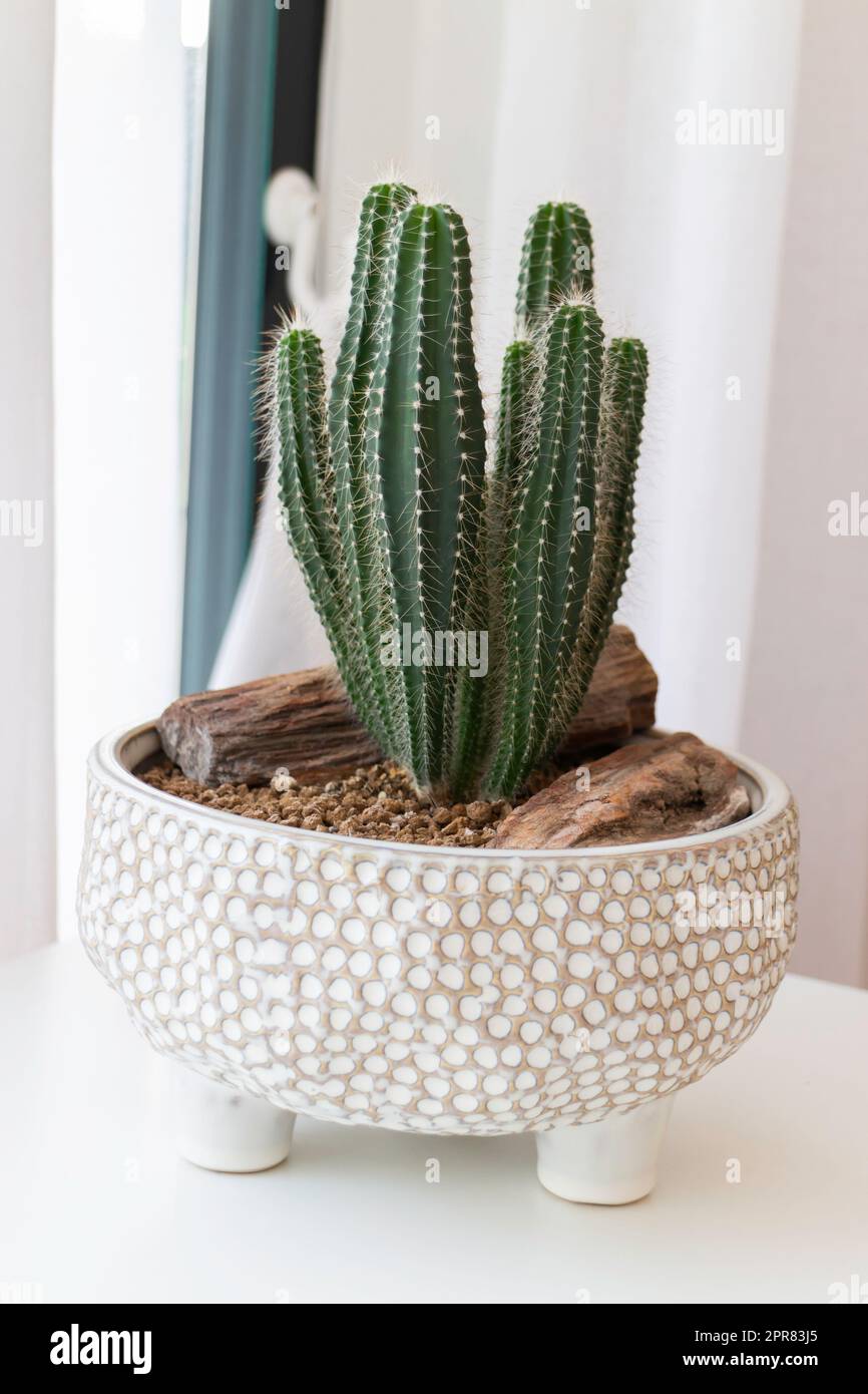 Minimal garden with green plant hi-res stock photography and images - Alamy