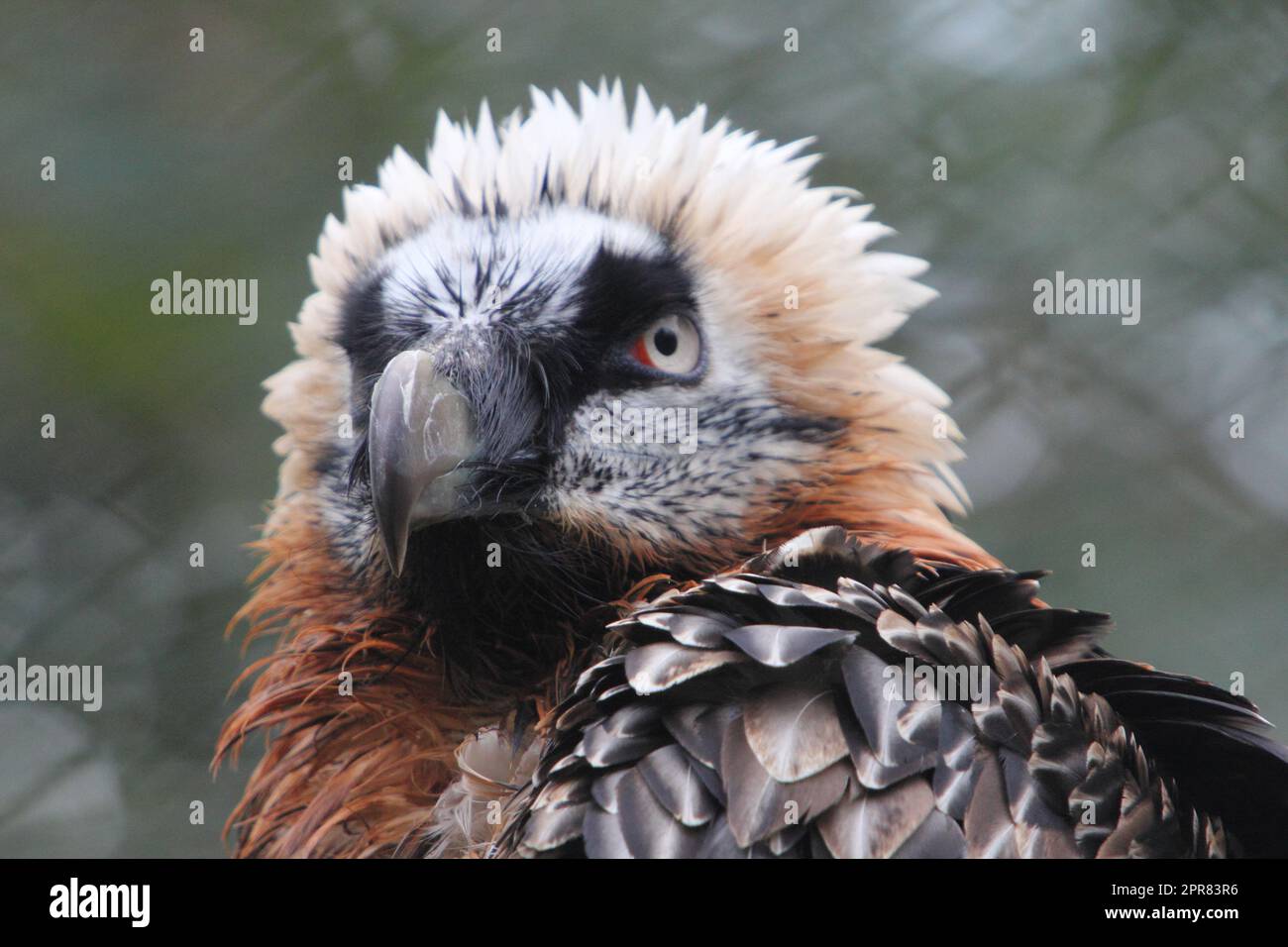 Der bartgeier hi-res stock photography and images - Alamy