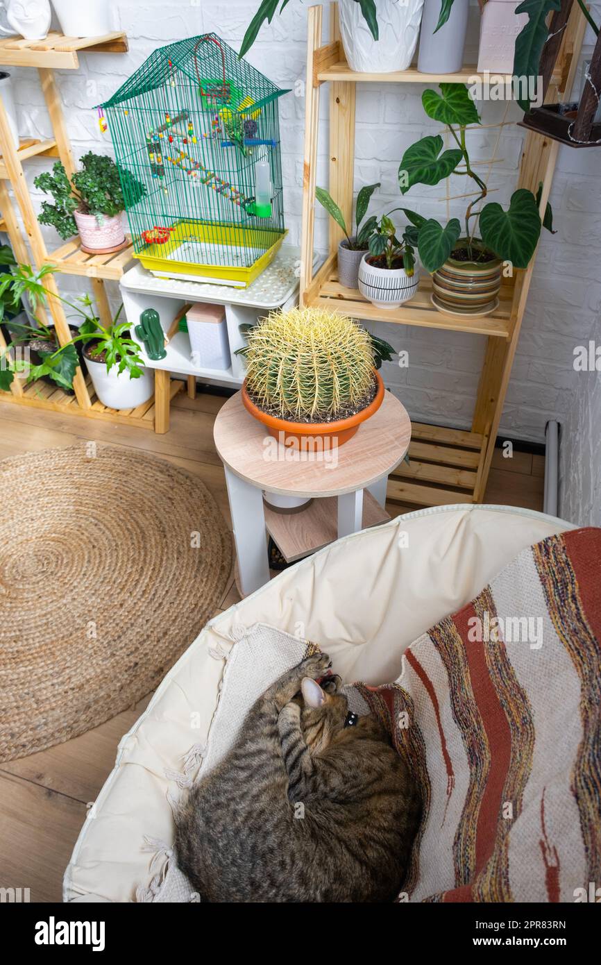 Cat is sleeping in chair and cage with budgie stands in living corner ...