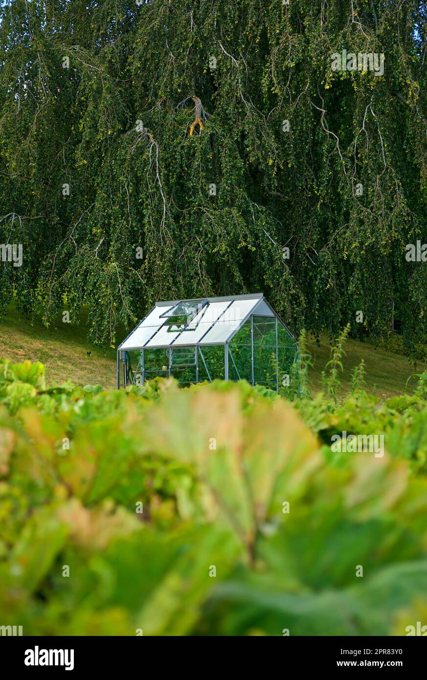 Organic greenhouse in the back garden with open windows for ventilation ...