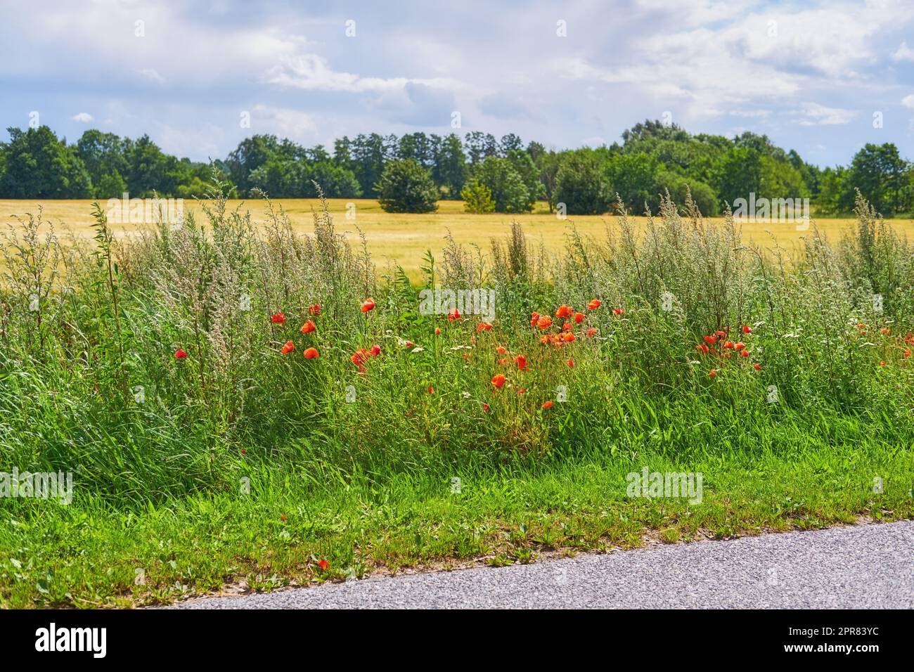 Flora and road hi-res stock photography and images - Alamy